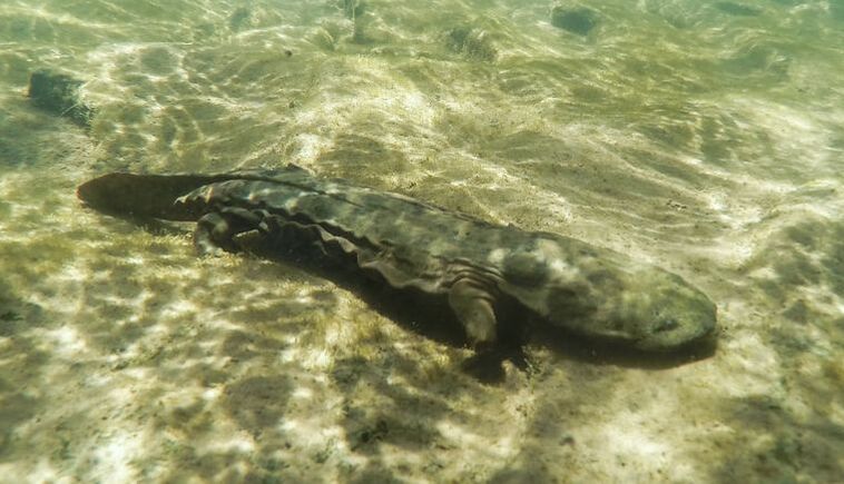 Through variety of ways, locals help give hellbenders a voice | News ...